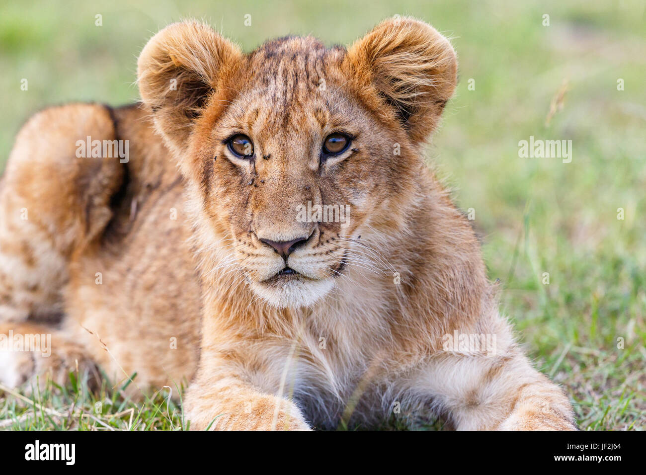 Lion cub resting head on hi-res stock photography and images - Alamy
