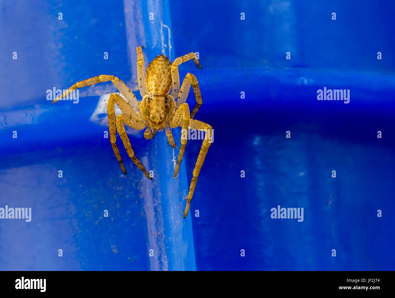 Small yellow spider Stock Photo - Alamy