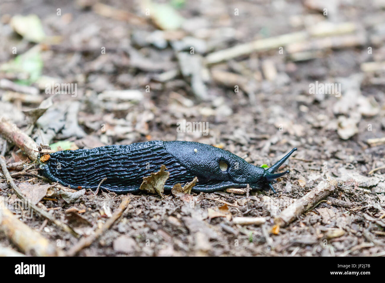Black slug crawling on the ground Stock Photo - Alamy