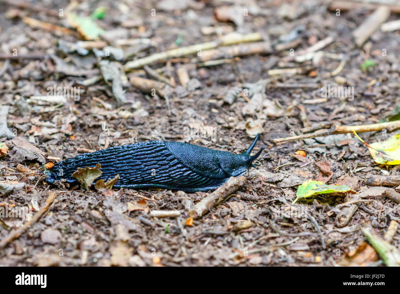Black slug crawling on the ground Stock Photo - Alamy
