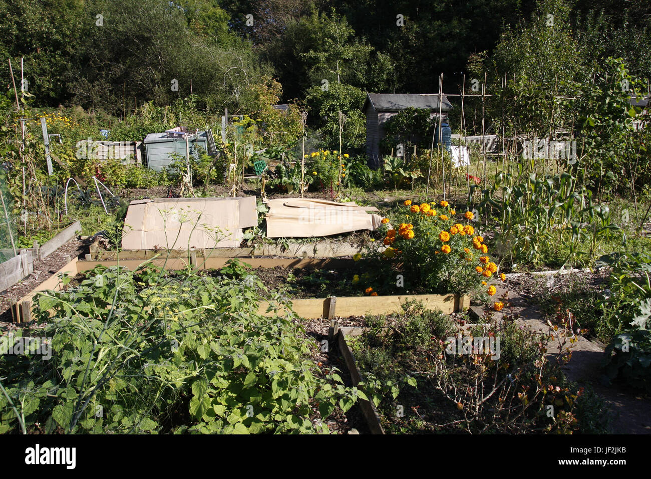 Growing vegetables in an allotment Stock Photo - Alamy