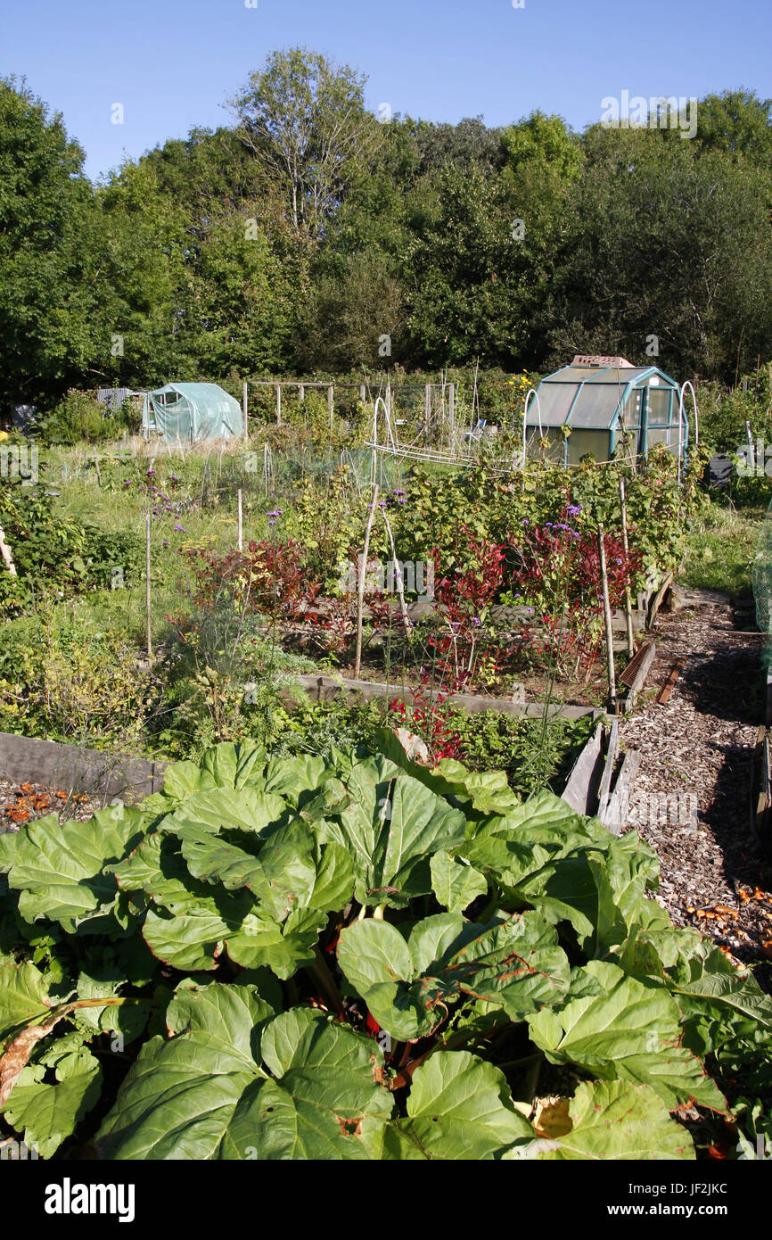 Growing vegetables in an allotment Stock Photo - Alamy