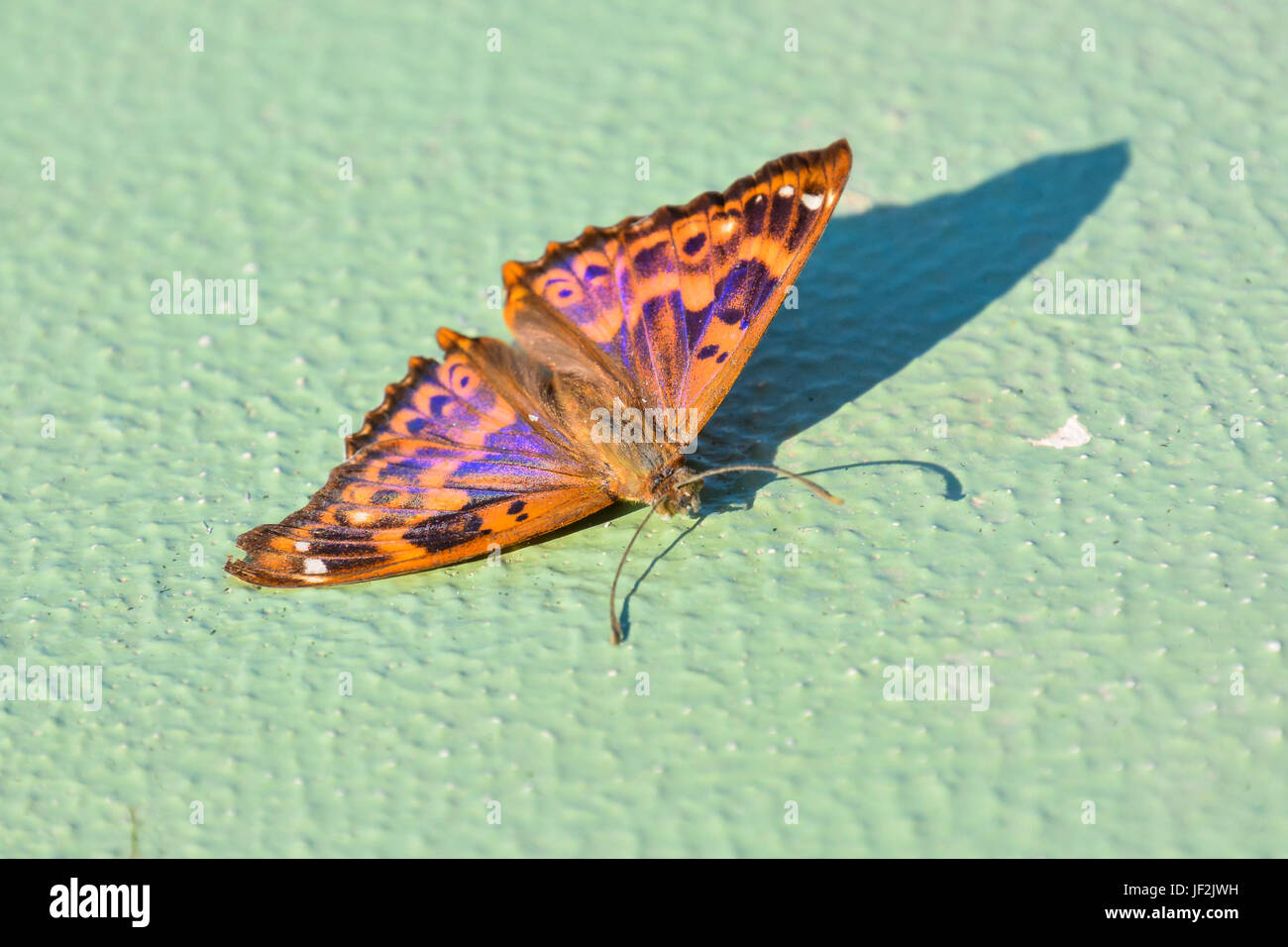Beautiful Brown Butterfly Stock Photo - Alamy