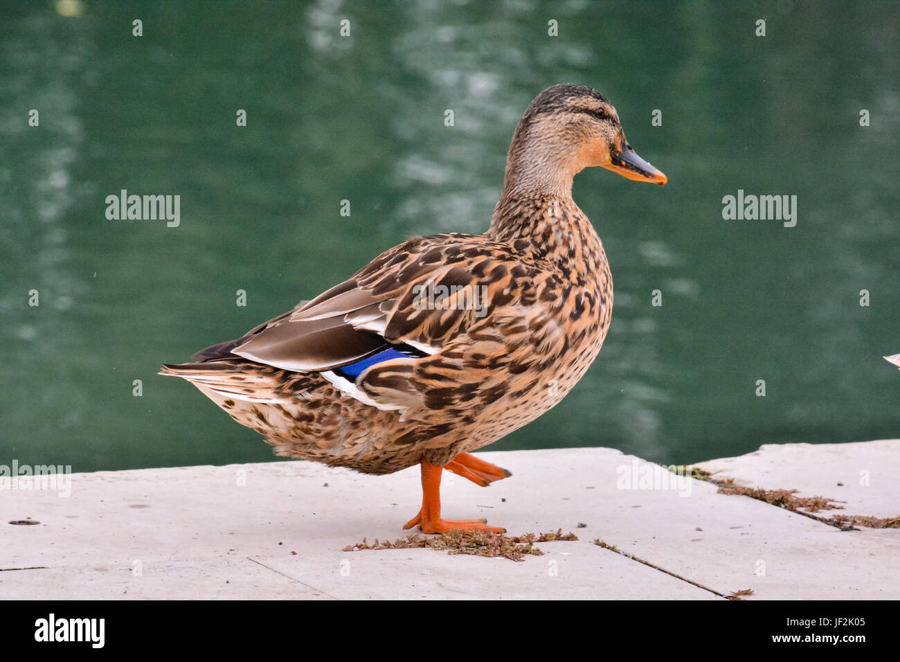 Water Bird Duck Stock Photo - Alamy