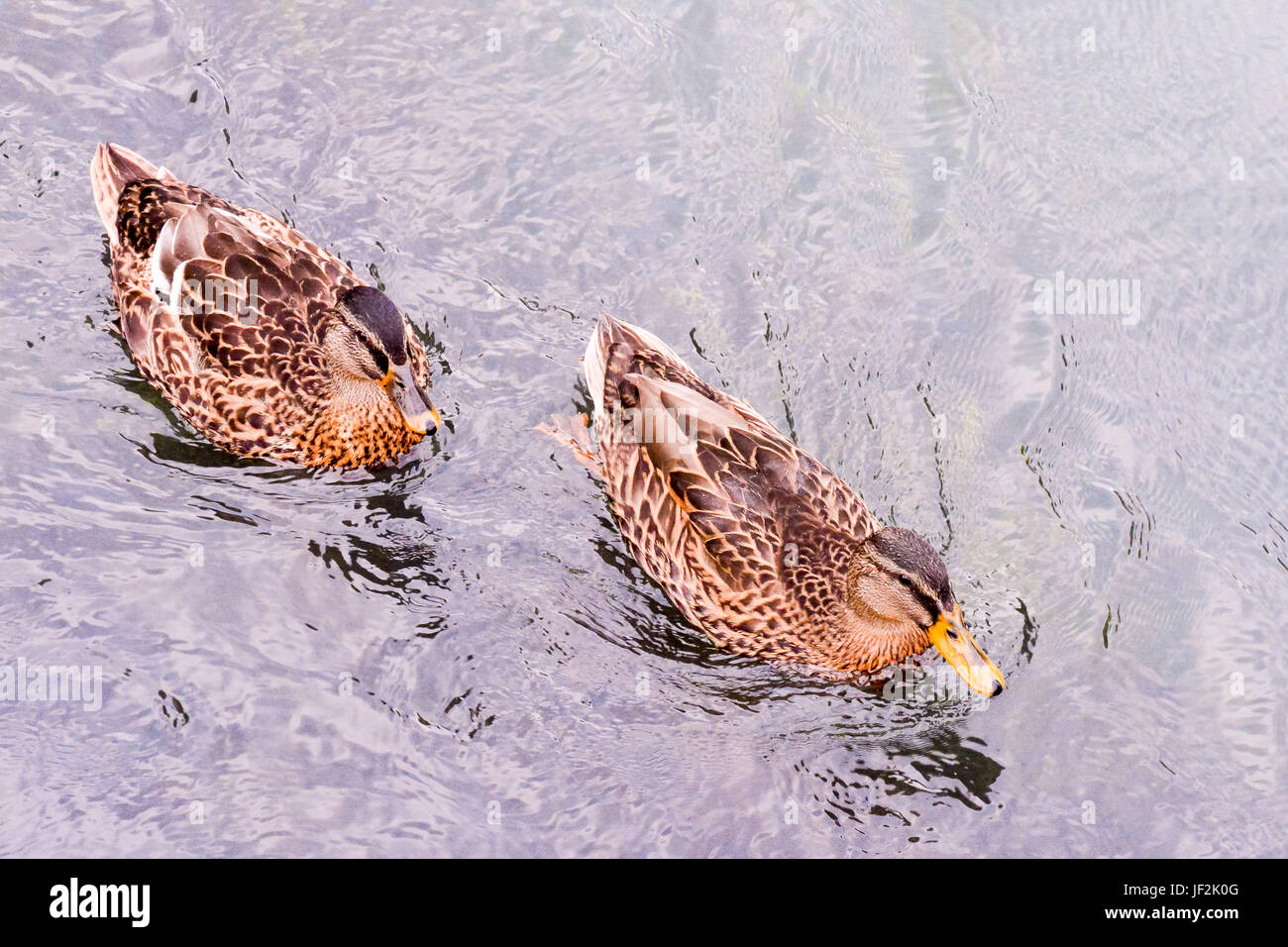 Water Bird Duck Stock Photo - Alamy