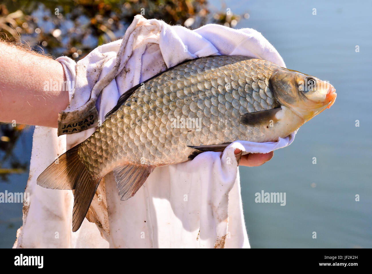 Catched fish hi-res stock photography and images - Alamy