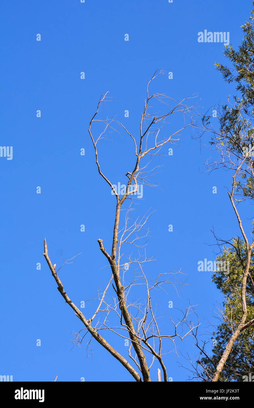 Single old and dead tree branch Stock Photo - Alamy