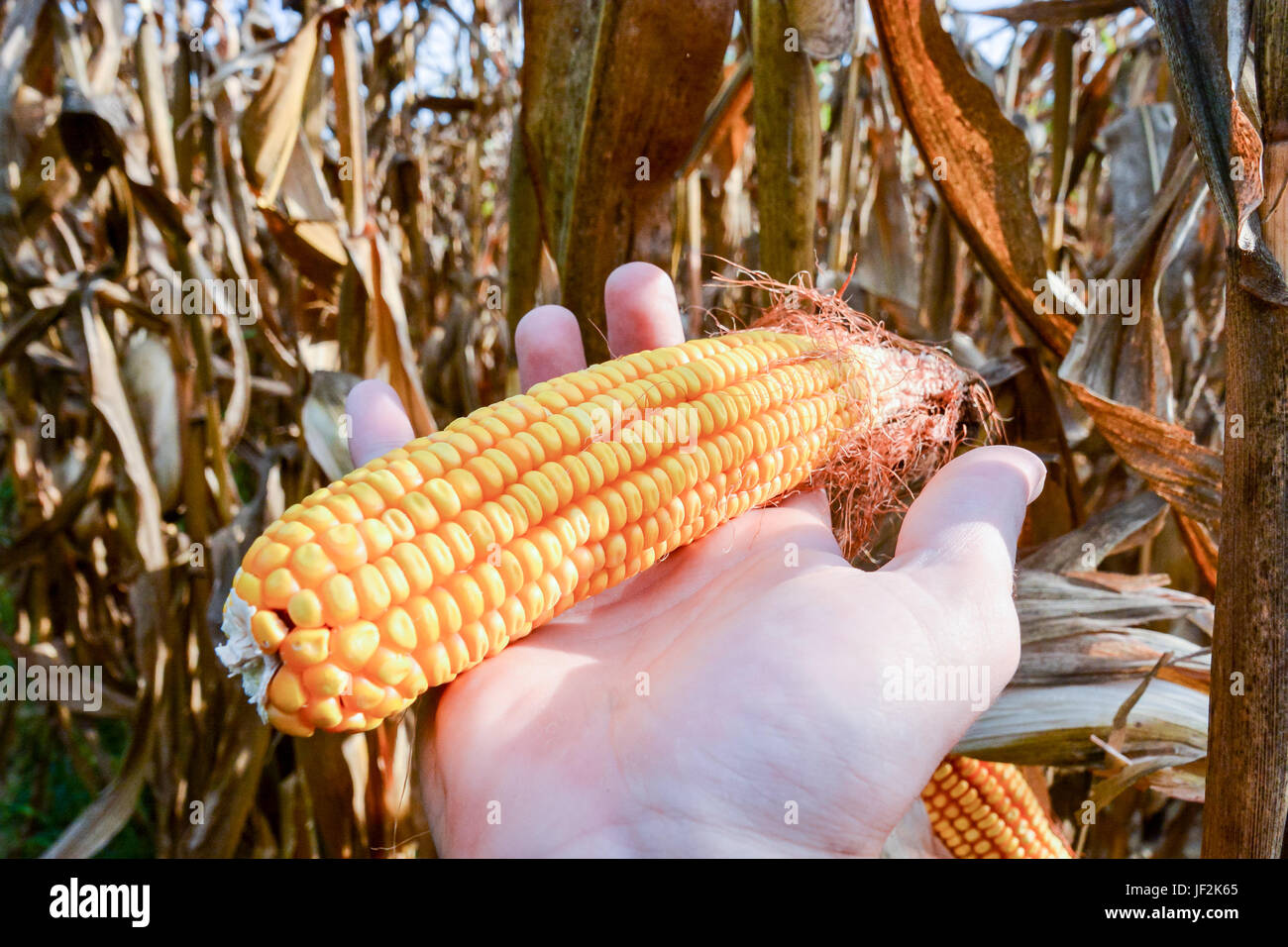 Corn Plant Background Stock Photo - Alamy