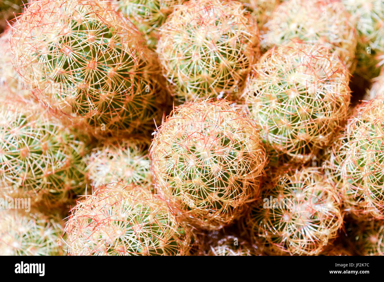 Cactus Texture Background Stock Photo - Alamy