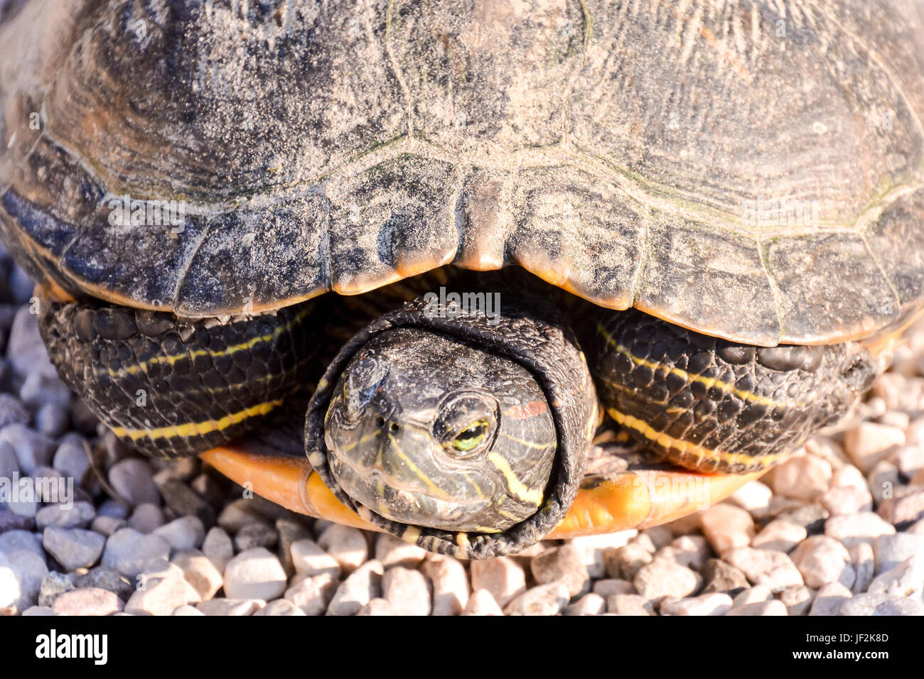 Trachemys scripta elegans tortoise hi-res stock photography and images ...