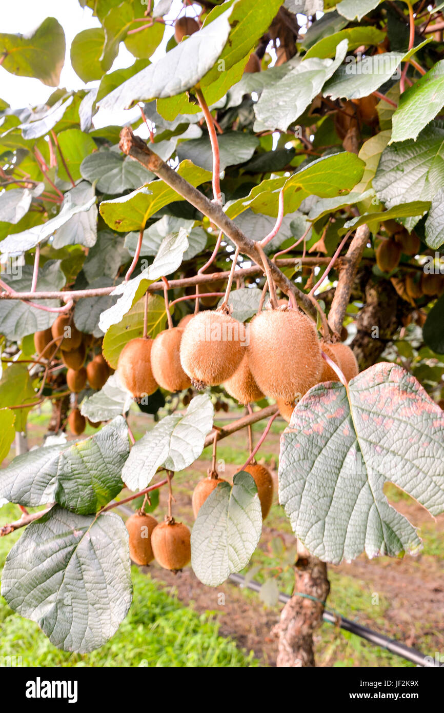 Kiwi fruit tree hi-res stock photography and images - Alamy