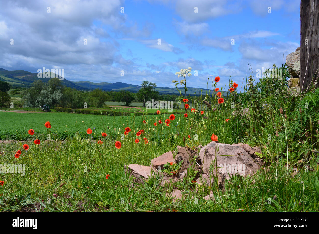 Poppies flowers blue sky clouds hi-res stock photography and images - Alamy