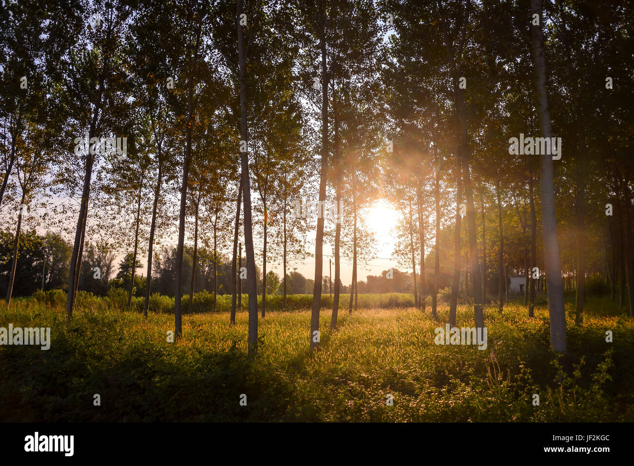 Pine Tree View Stock Photo - Alamy