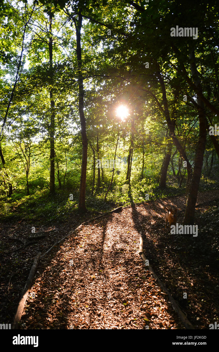 Pine Tree View Stock Photo - Alamy