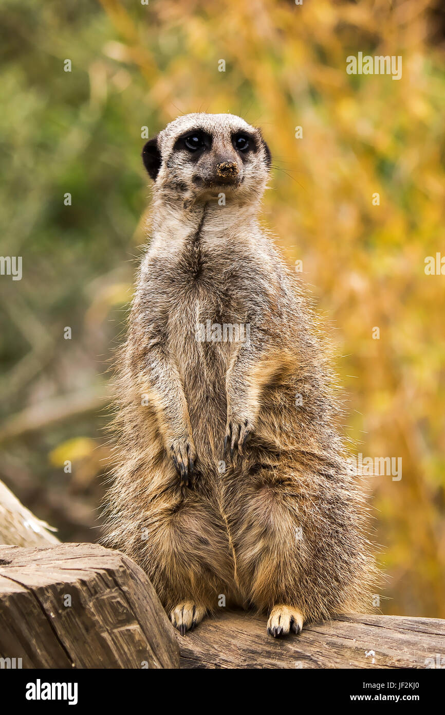 A Photo of a Meerkat on Guard standing Upright Stock Photo - Alamy