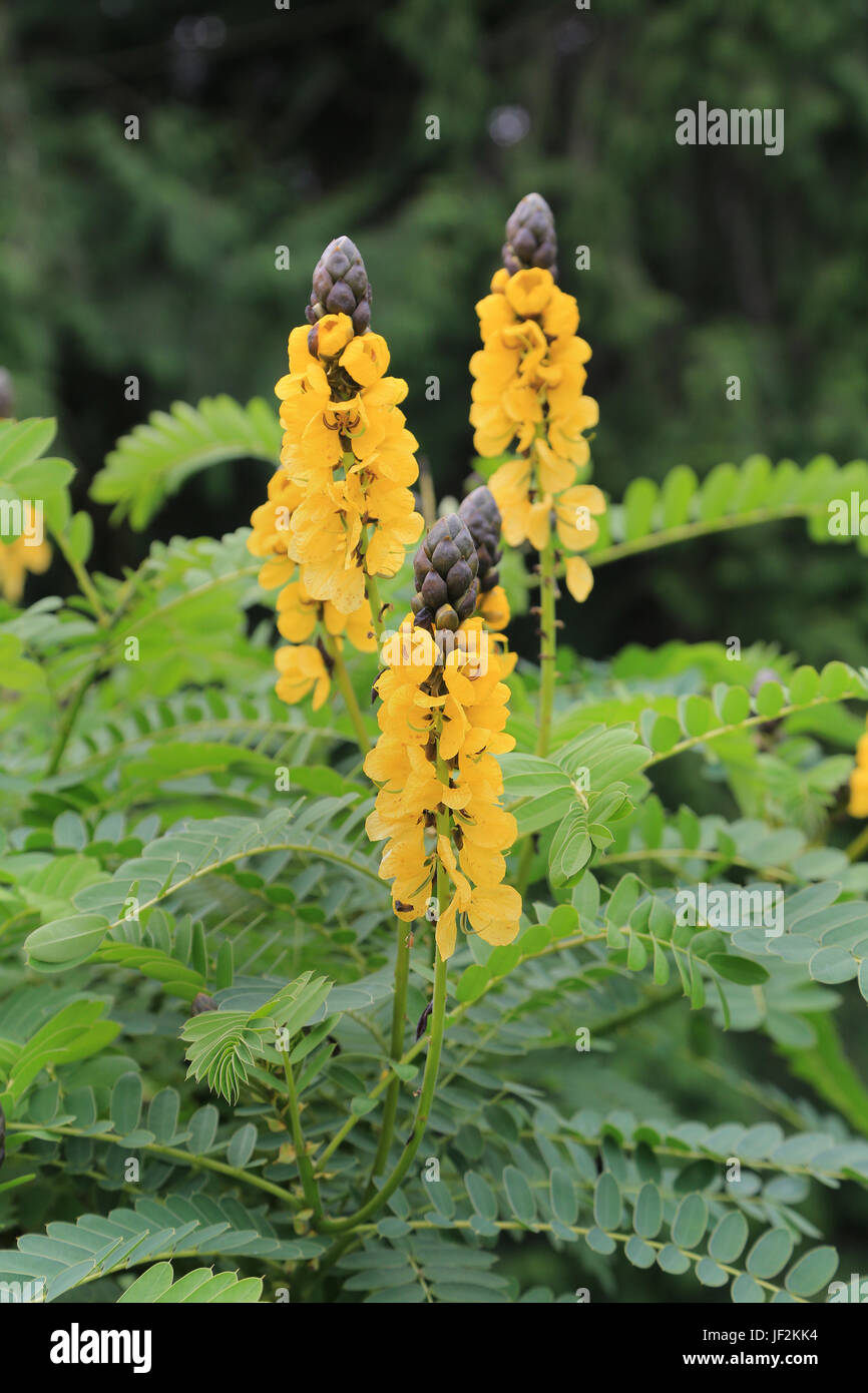 African senna, senna didymobotrya Stock Photo - Alamy