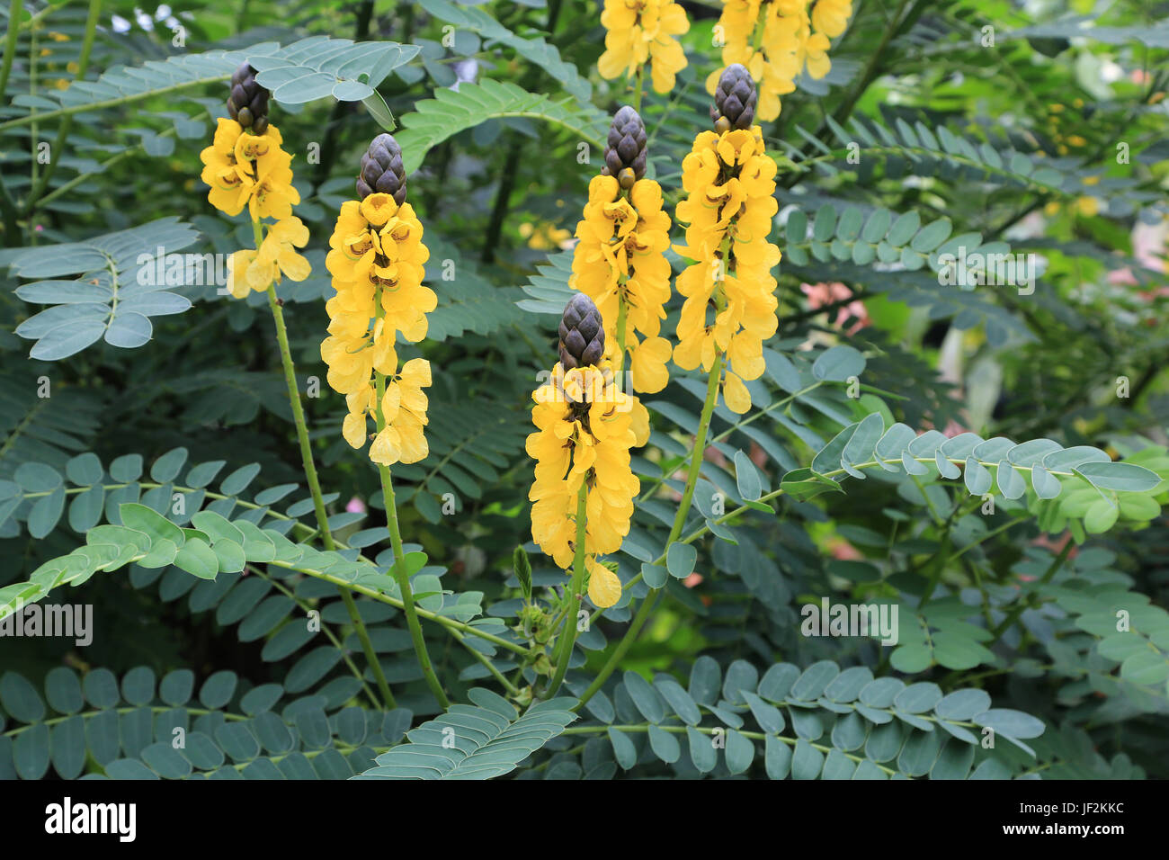 African senna, senna didymobotrya Stock Photo - Alamy
