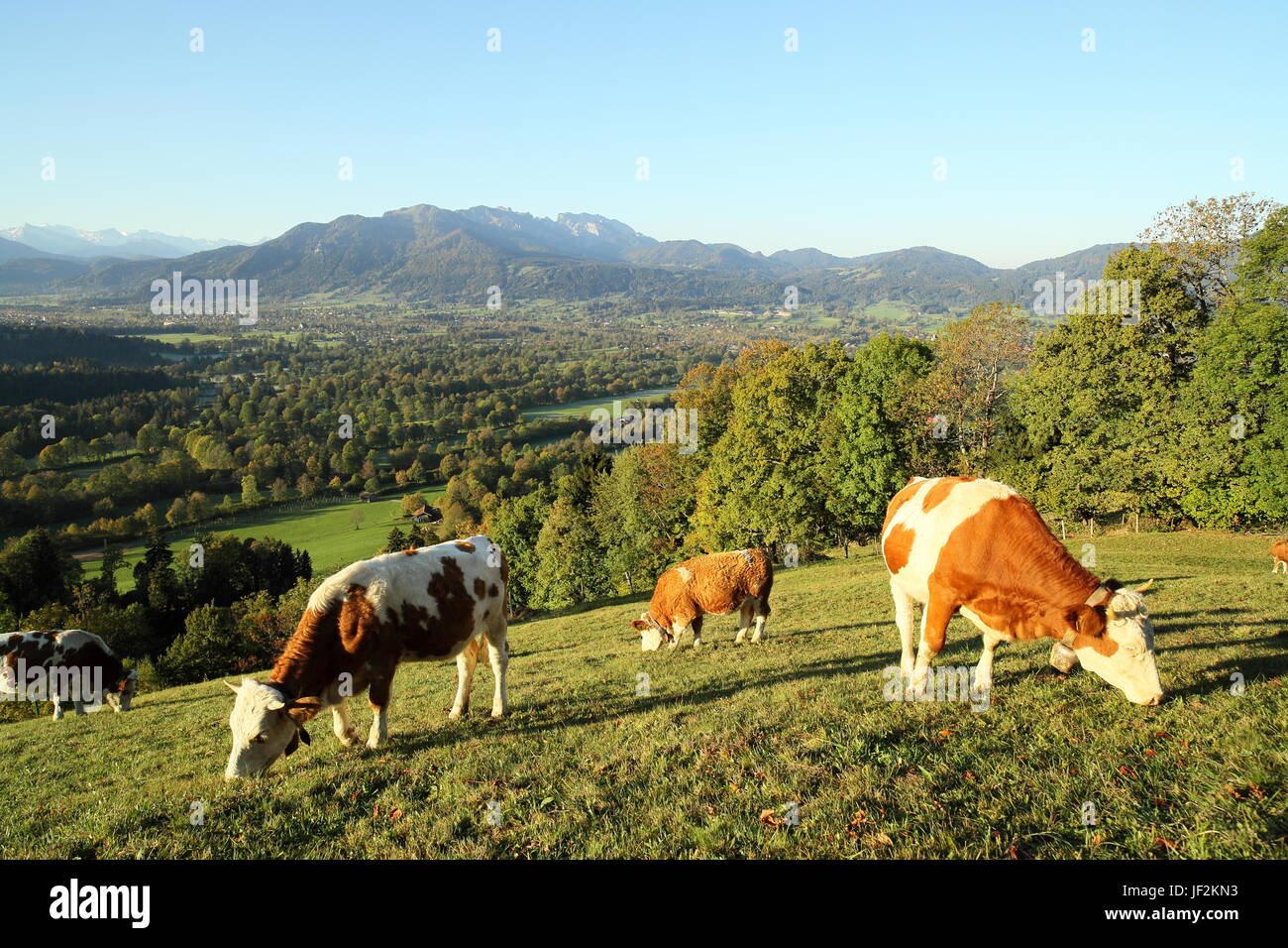 Fleckvieh cows hi-res stock photography and images - Alamy