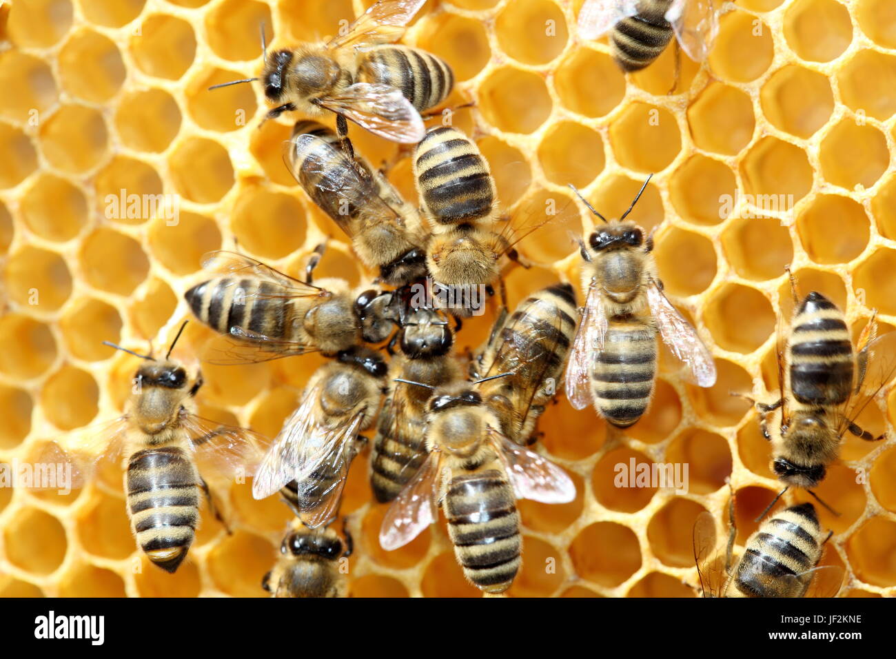 some dancing bees Stock Photo - Alamy