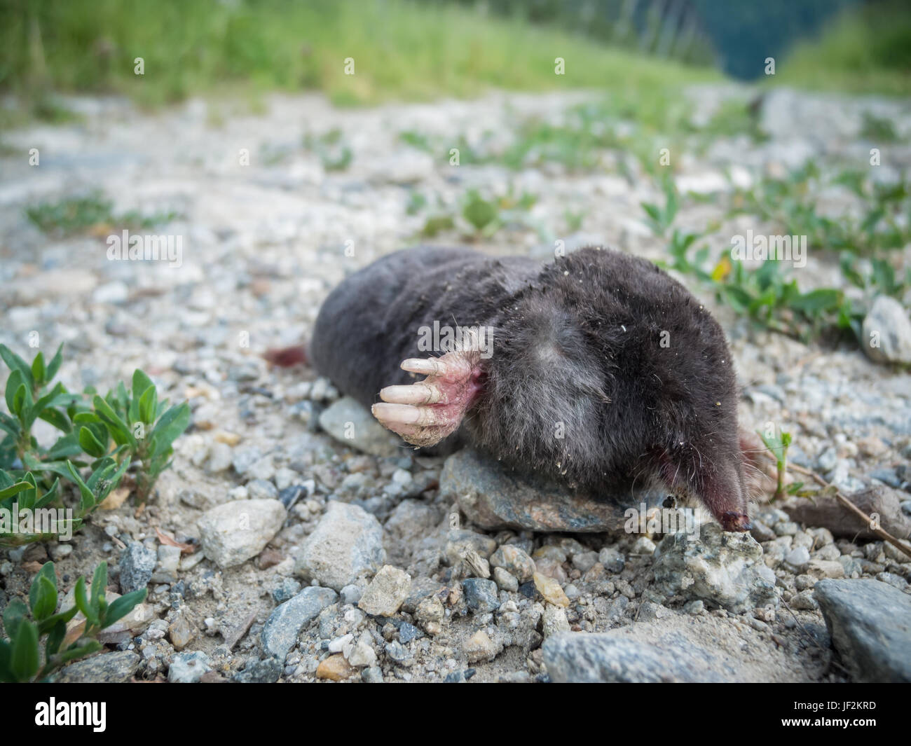 Mole Underground Stock Photos & Mole Underground Stock Images - Alamy