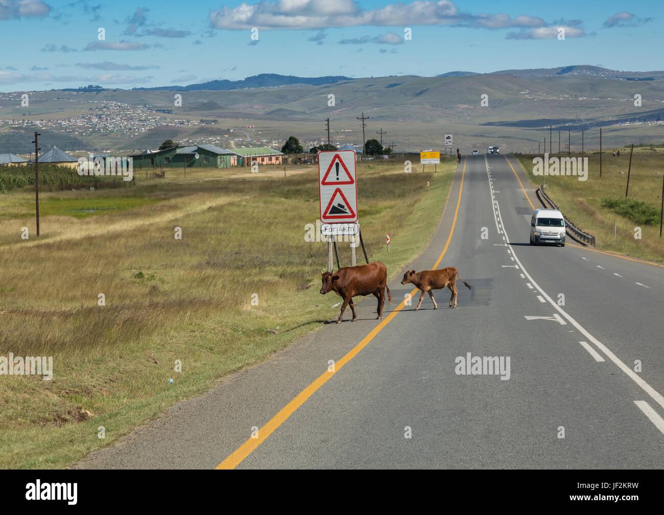 Two cows crossing the highway N2 at Eastern Cape in South Africa Stock ...