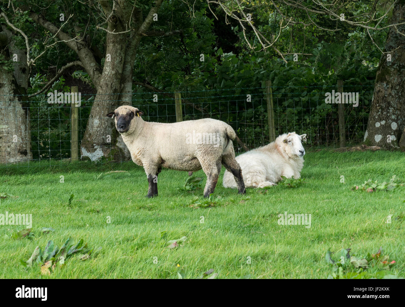 Side view lamb in hi-res stock photography and images - Alamy