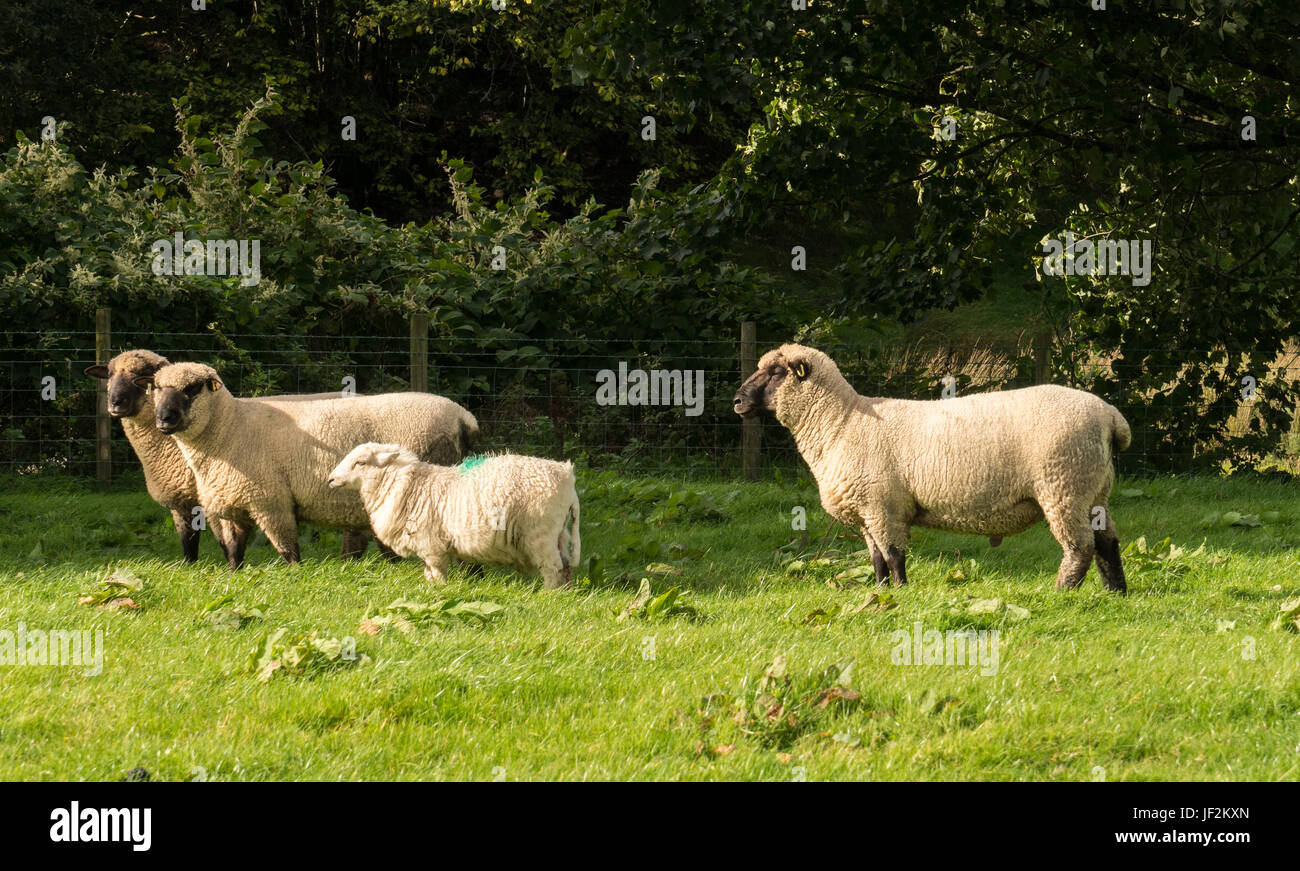 Side view of Shropshire sheep in meadow Stock Photo - Alamy