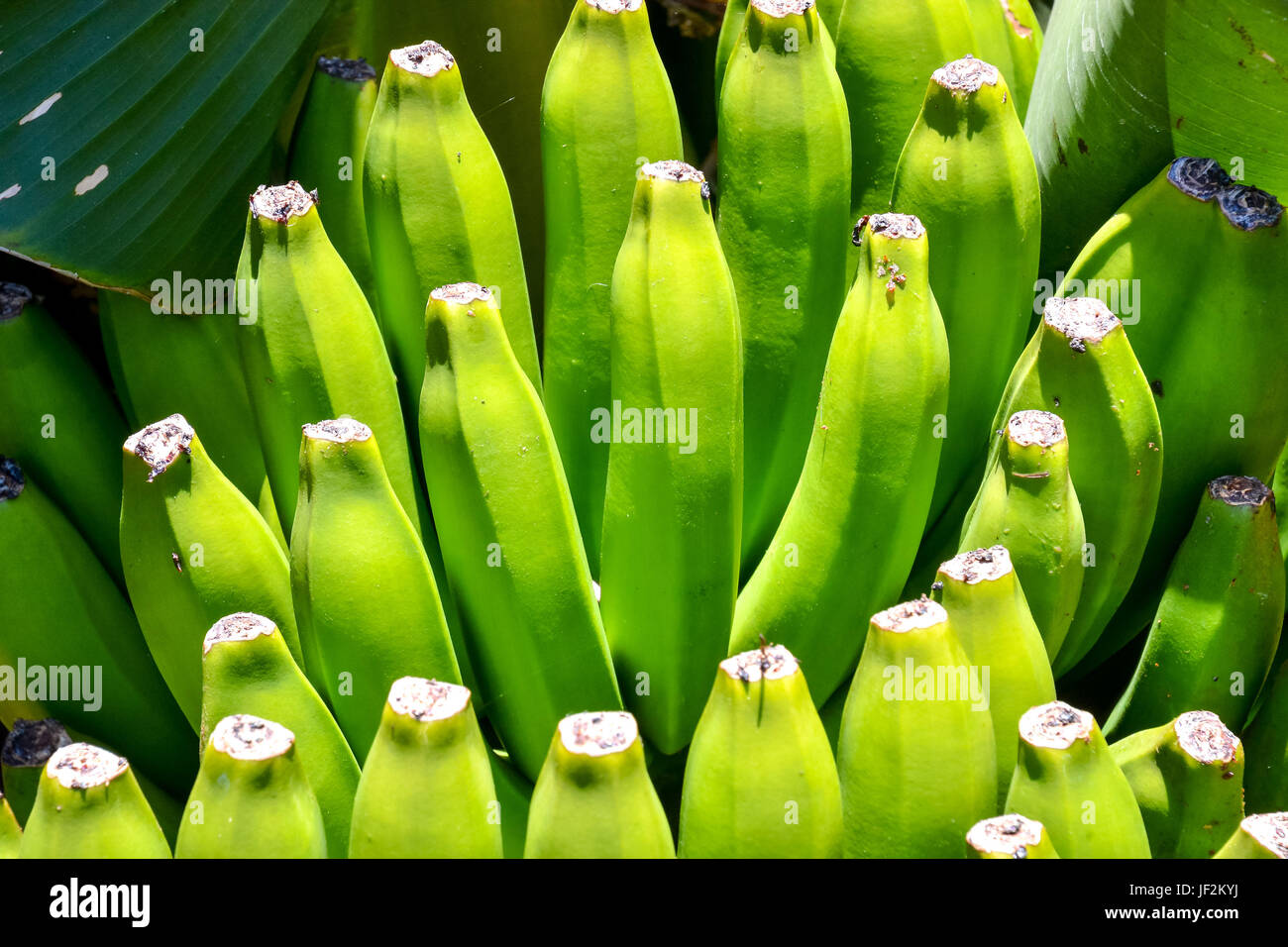 Banana Plantation Field Stock Photo - Alamy