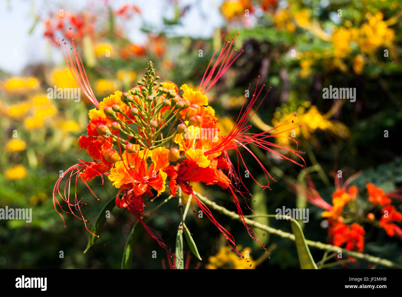 A Mexican peacock flower, A nice close up of a cluster of delicate ...
