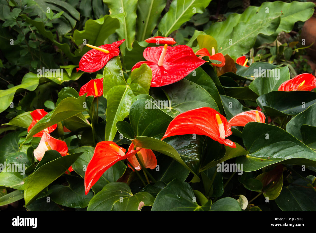 beautiful flowering red anthuriums, a bunch with some rain drops ...