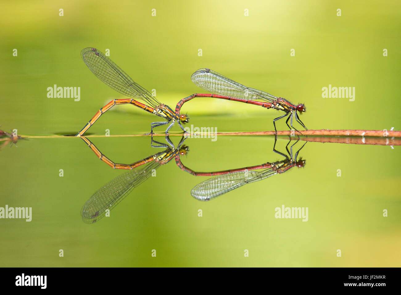 Damselfly Eggs