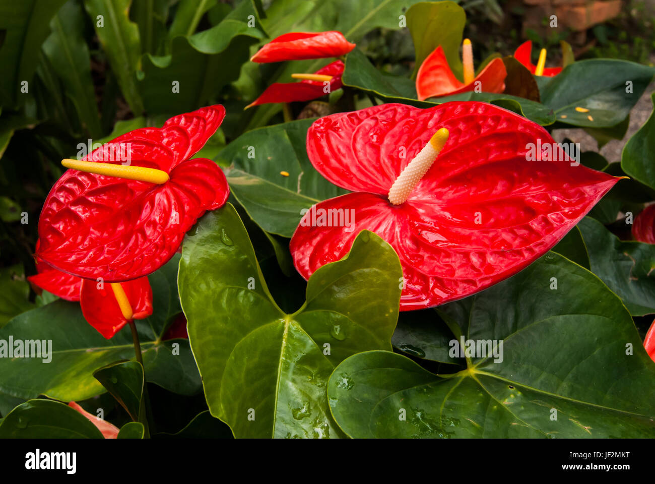Anthuriums flower hi-res stock photography and images - Alamy