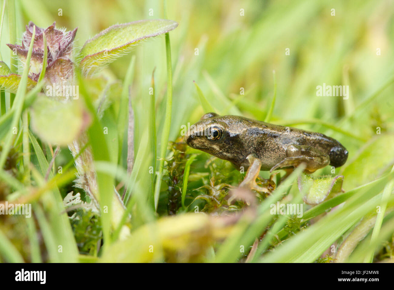 Froglet, Common Frog, Rana temporaria, newly emerged without tail from ...