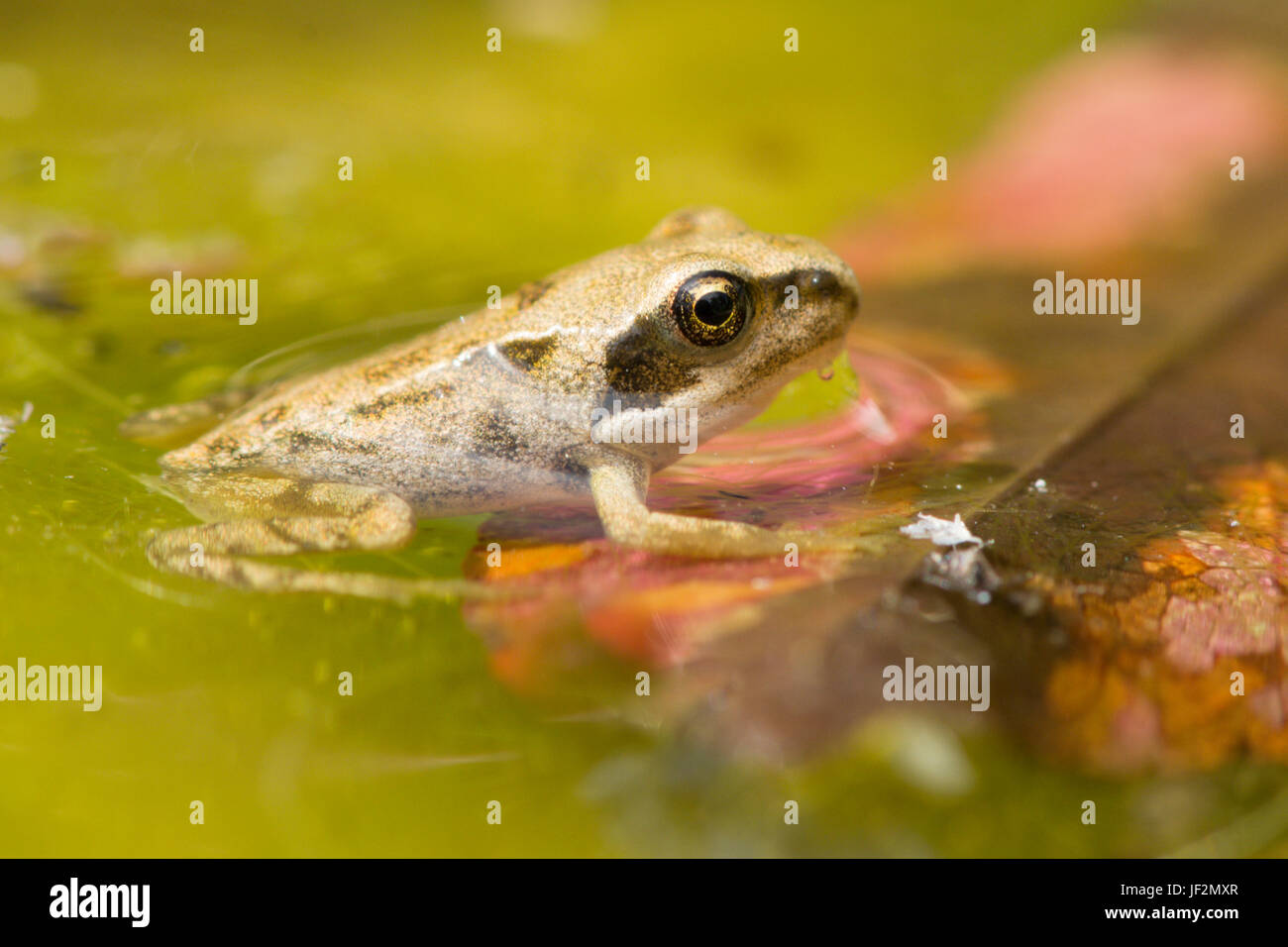 Froglet with tail hi-res stock photography and images - Alamy