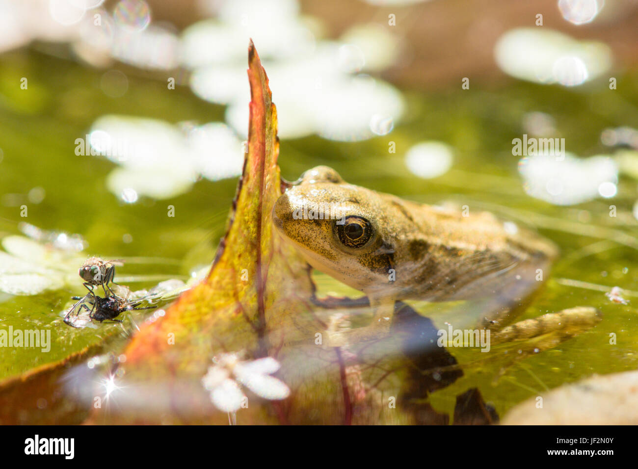 Froglet, Common Frog, Rana temporaria, newly emerged without tail from ...