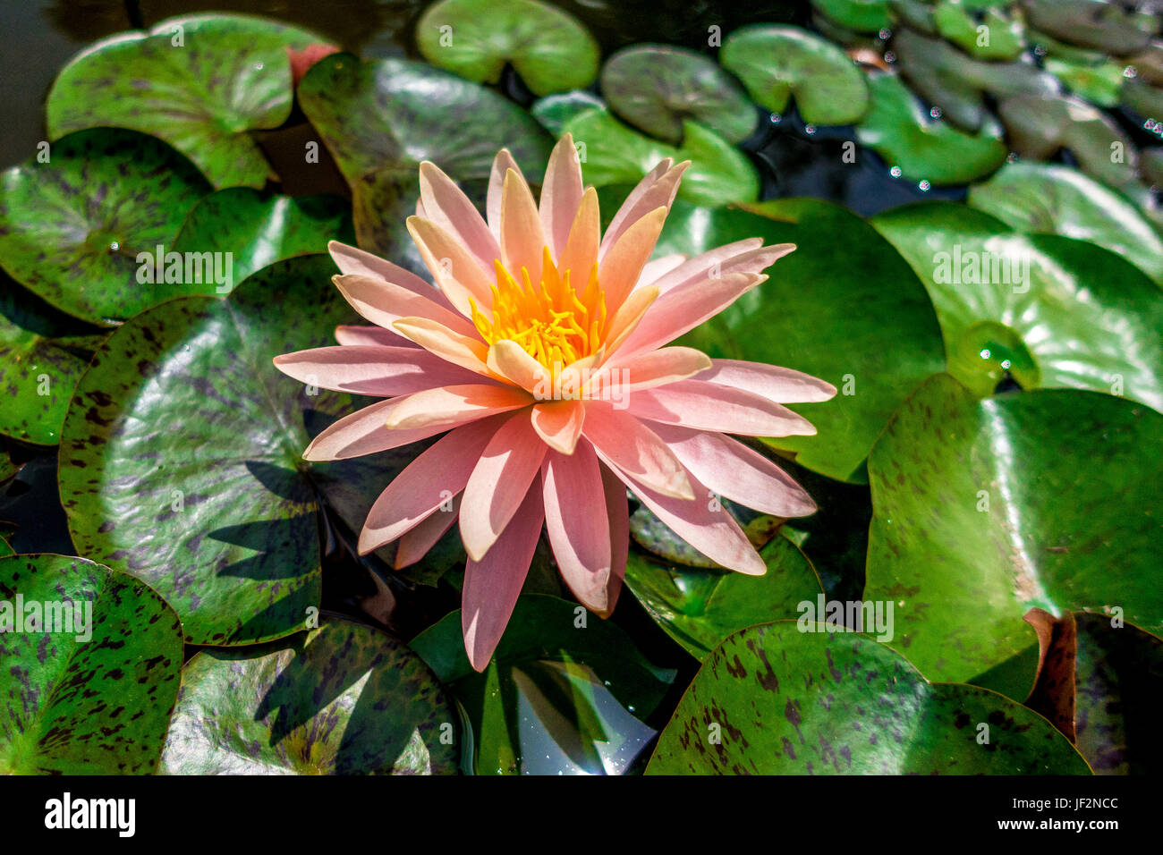 Pink water lilies at the botanical garden in Padova, Italy Stock Photo ...
