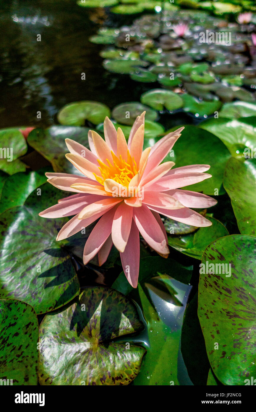 Pink water lilies at the botanical garden in Padova, Italy Stock Photo ...