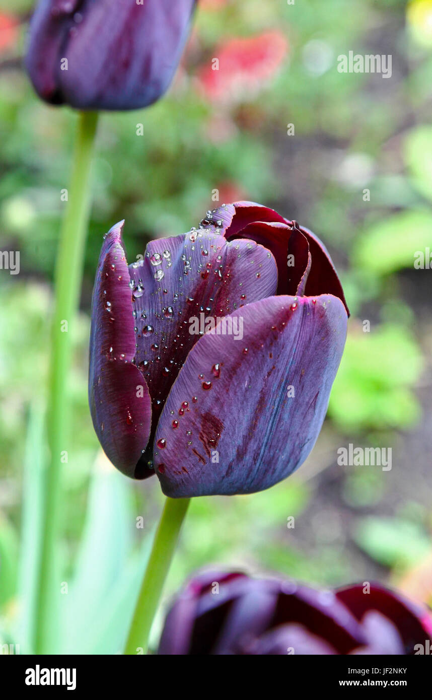 Dark coloured tulips hi-res stock photography and images - Alamy