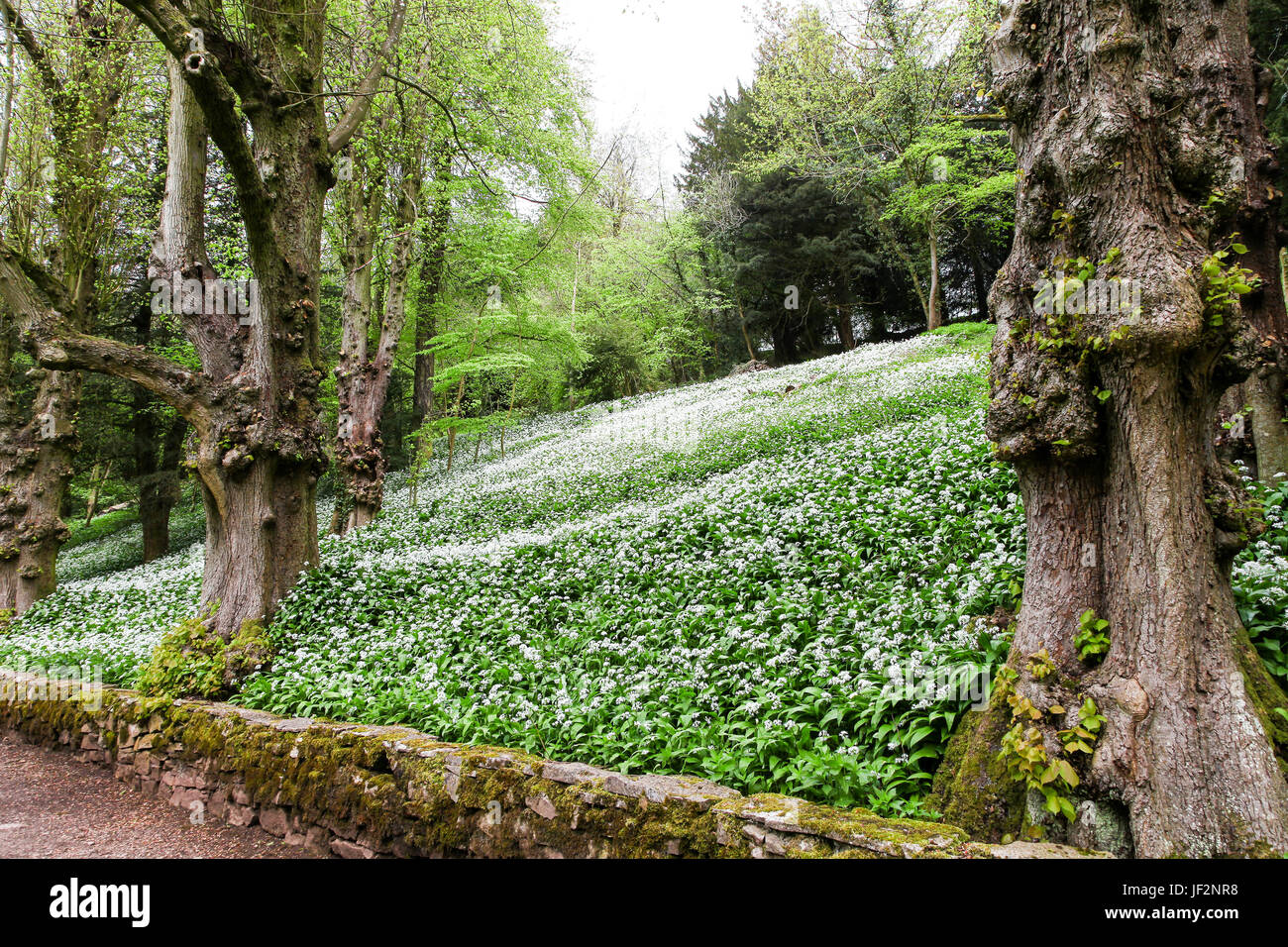 Wild garlics or Ramsons at Ilam Park and gardens, Ilam, Staffordshire ...