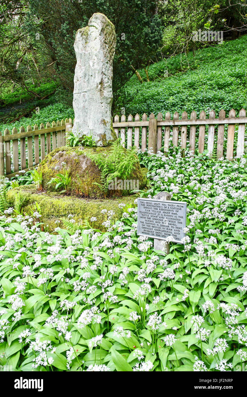 Wild garlics or Ramsons at Ilam Park and gardens, Ilam, Staffordshire ...
