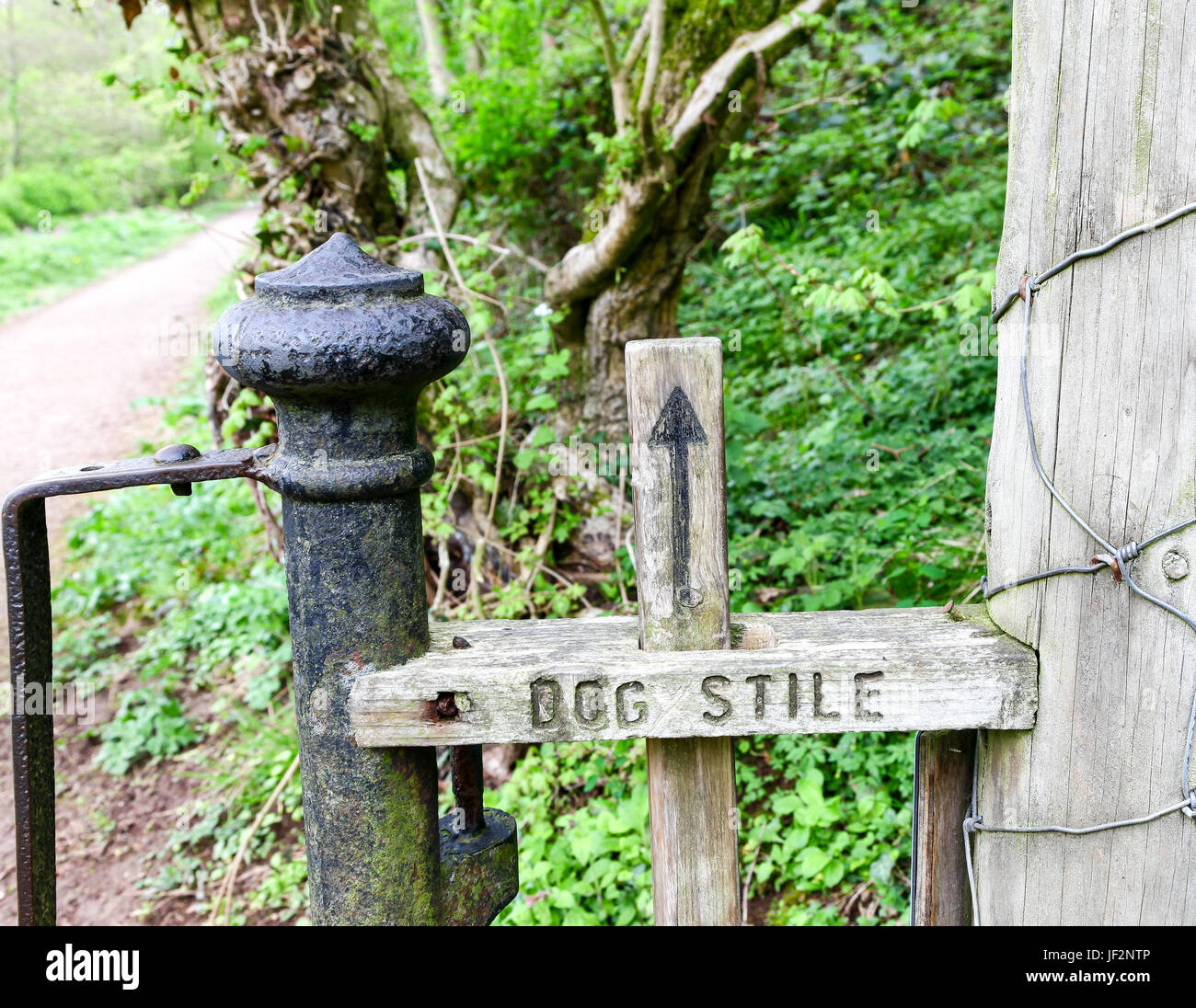 Dog stile hi-res stock photography and images - Alamy