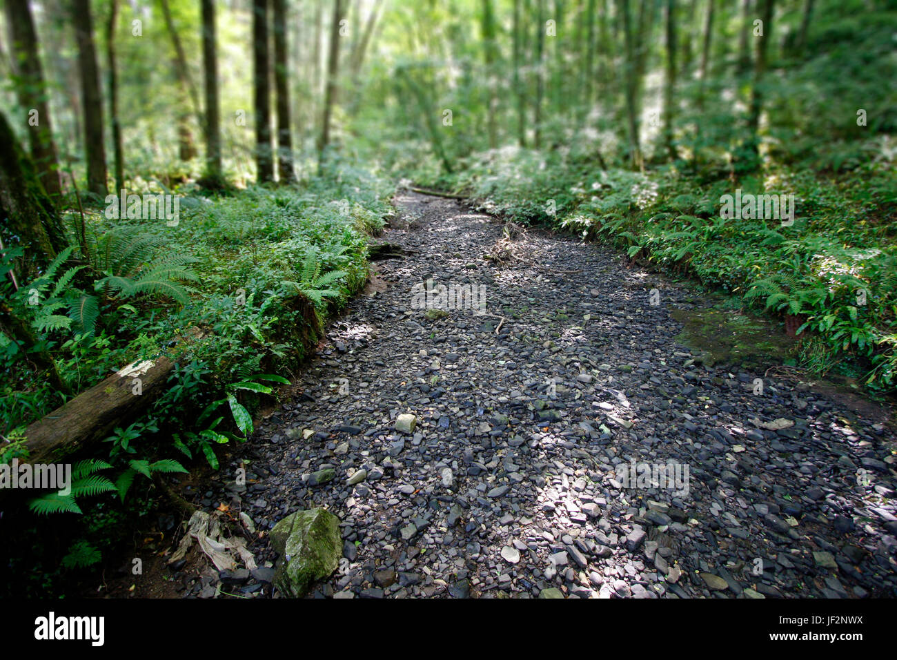 Dry river bed running through a forest Stock Photo - Alamy