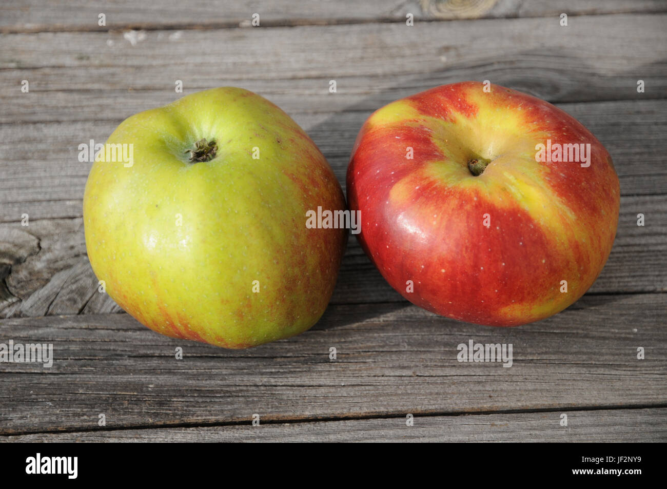 Rambur hi-res stock photography and images - Alamy