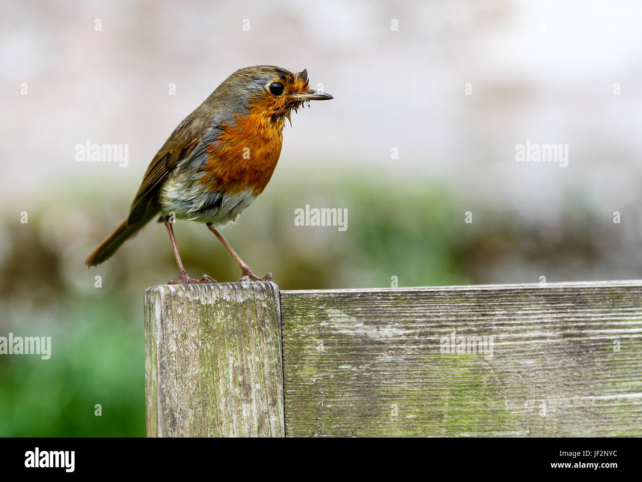 Scruffy bird hi-res stock photography and images - Alamy