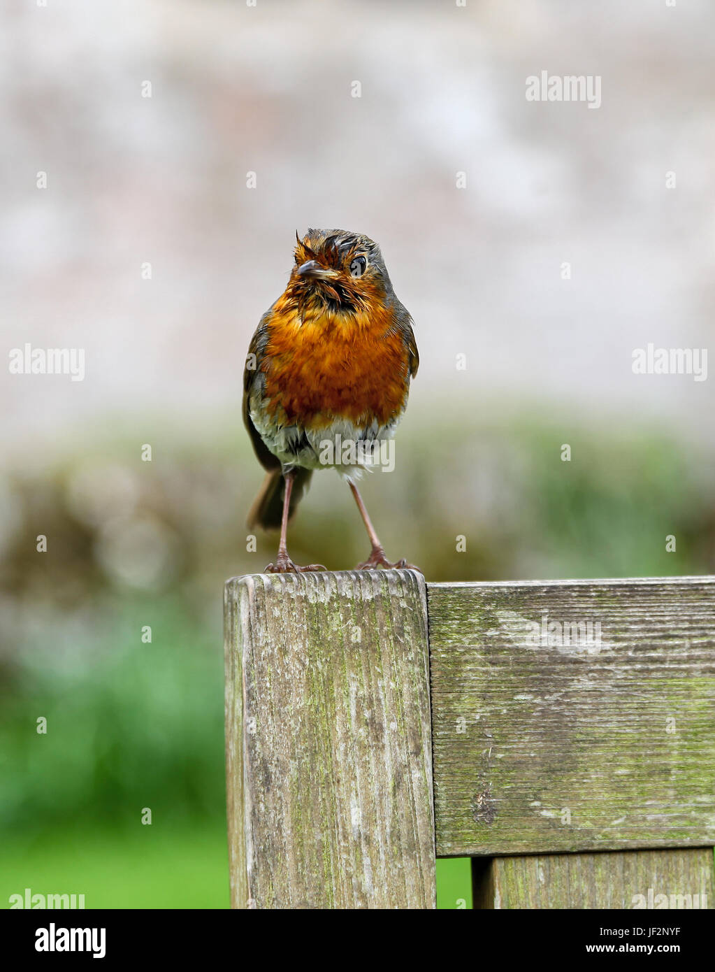 Wet robin hi-res stock photography and images - Alamy