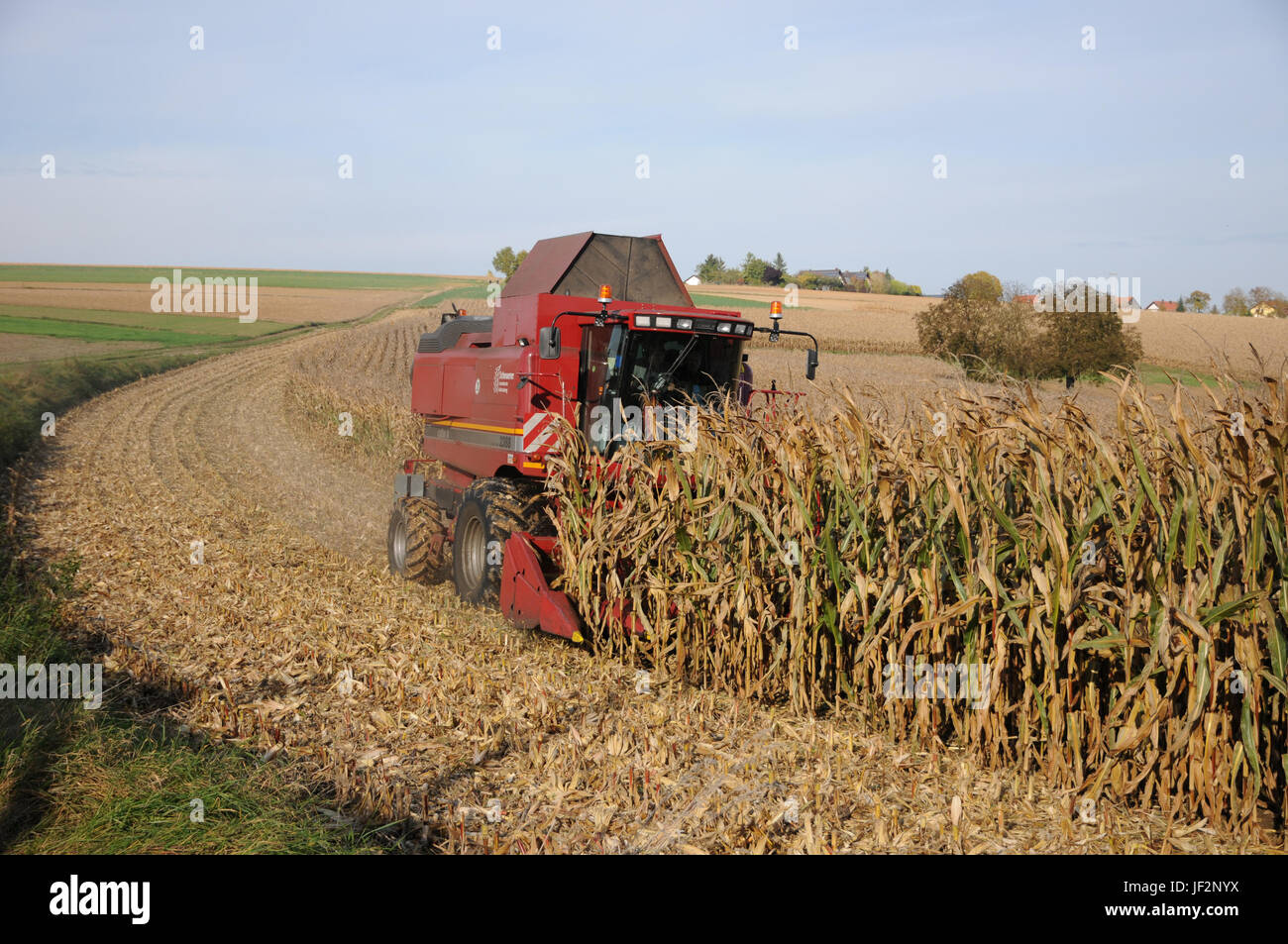 Zea mays, Maize, Harvest Stock Photo - Alamy