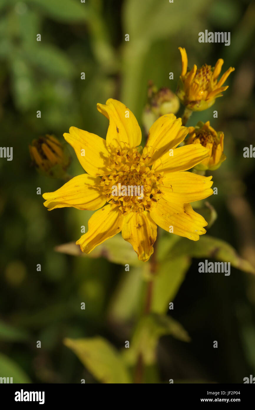 Guizotia abyssinica, Ramtil, Niger seed Stock Photo - Alamy