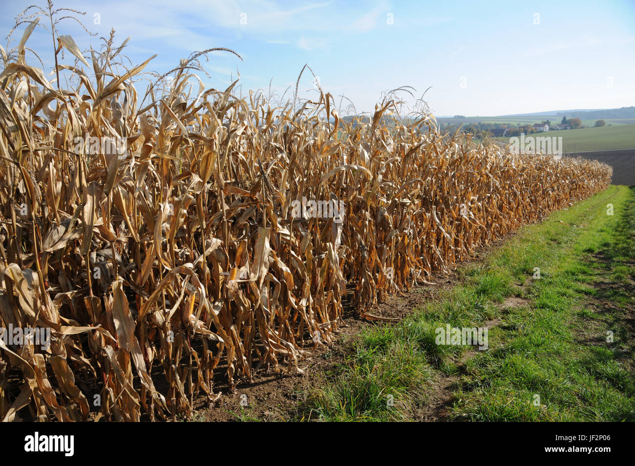 Zea mays, Maize, ripe grain plants Stock Photo - Alamy