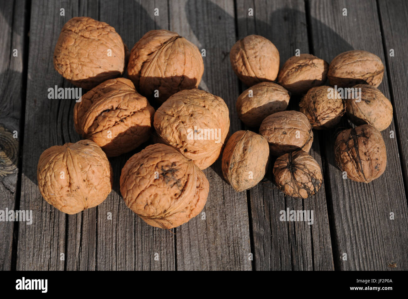 Juglans regia, Walnut, large and small nuts Stock Photo - Alamy