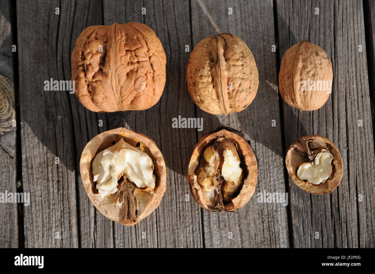 Juglans regia, Walnut, large and small nuts Stock Photo - Alamy